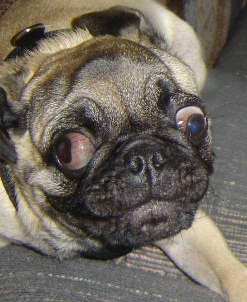 Image - The worlds ugliest ugly pug.jpg | R2D Wiki | FANDOM powered by ...