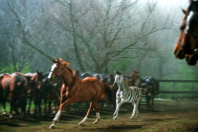 Stripes | Racing Stripes Wiki | FANDOM powered by Wikia