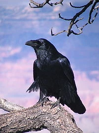 Chihuahuan raven | Rango Wiki | Fandom