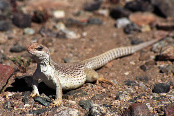 Category:Species | Rango Wiki | FANDOM powered by Wikia Category:Species | Rango Wiki | FANDOM powered by Wikia