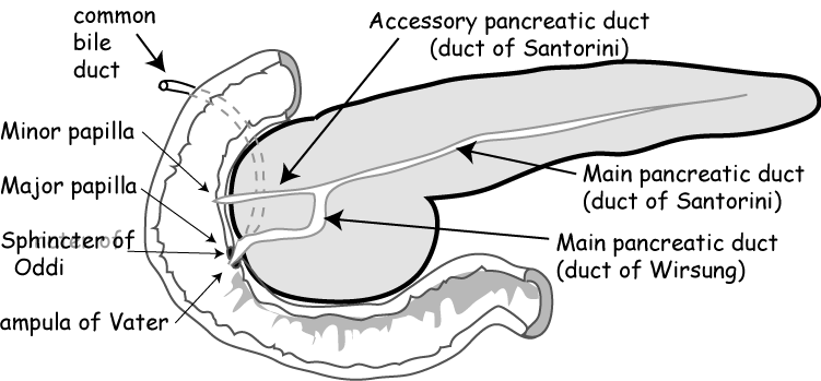 Abdomen:Solid viscus:Pancreas | RANZCRPart1 Wiki | Fandom