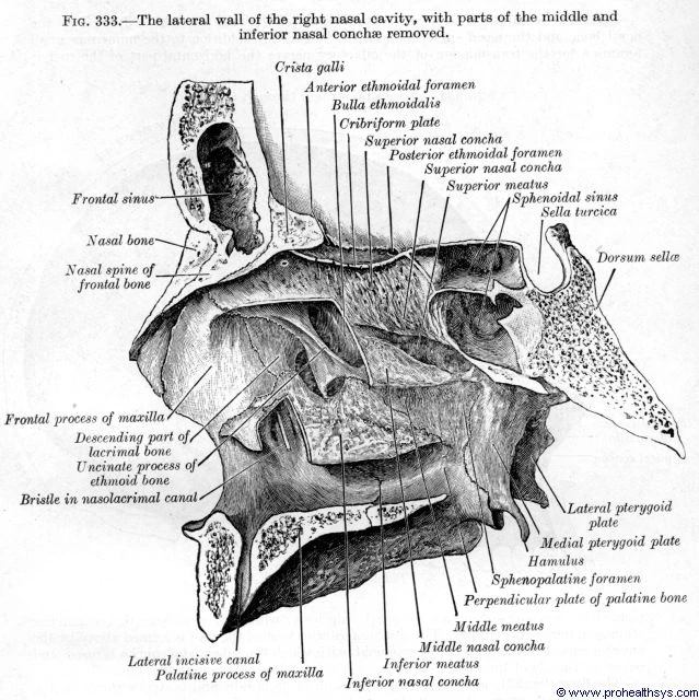 Nasal cavity & paranasal sinuses:Bones & Foramina/Canals:Conchae ...