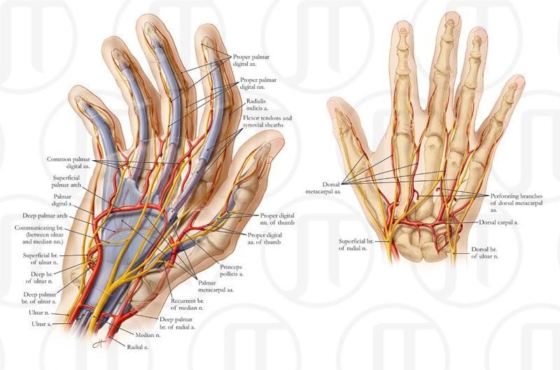 Radial And Ulnar Ranzcrpart1 Wiki Fandom Powered By Wikia