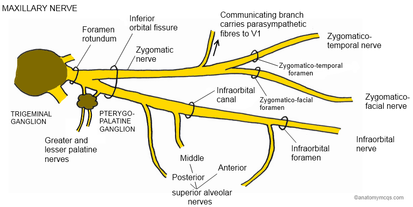 Infratemporal fossa:Maxillary n. & branches | RANZCRPart1 Wiki | Fandom