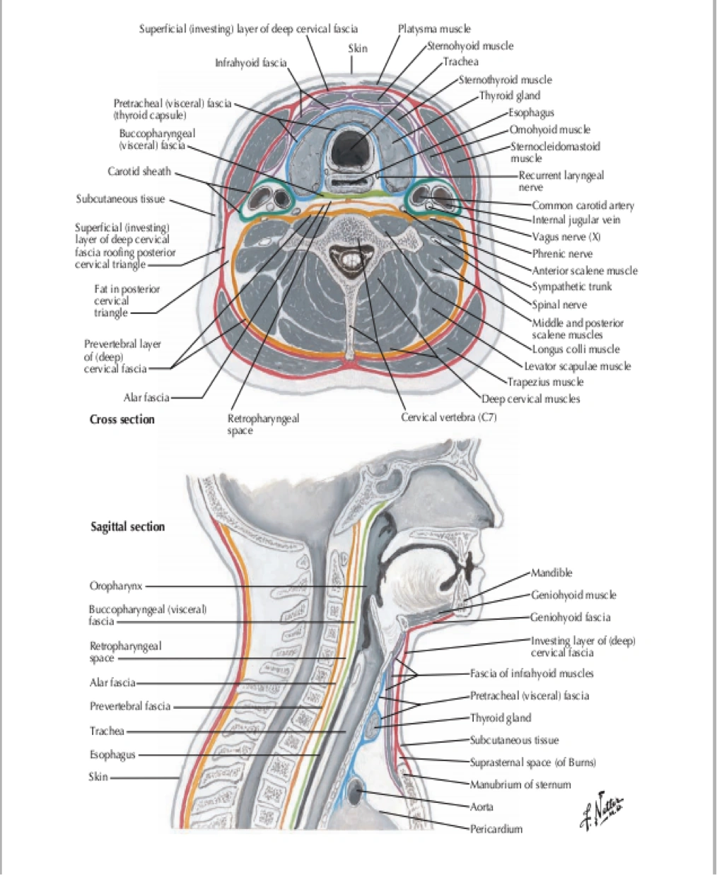 3. Fasciae & spaces of the neck | RANZCRPart1 Wiki | Fandom
