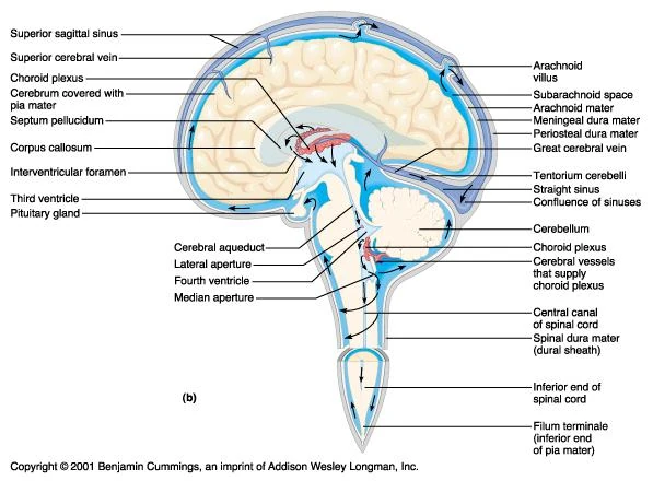 Obex, median (Magendie) and | RANZCRPart1 Wiki | FANDOM powered by Wikia