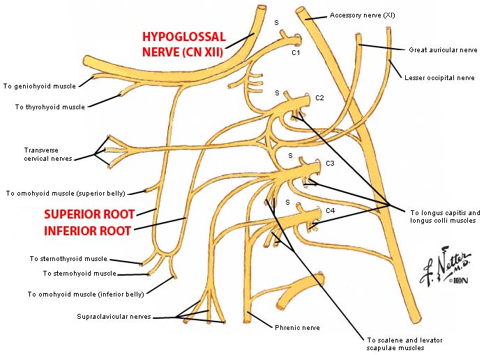 Vesselsnerves Of The Neckcervical Plexus Ranzcrpart1 Wiki Fandom
