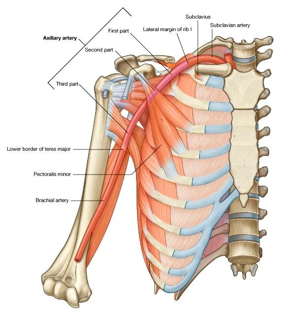 Arterial structure:AxillaryAxillary | RANZCRPart1 Wiki | FANDOM powered ...