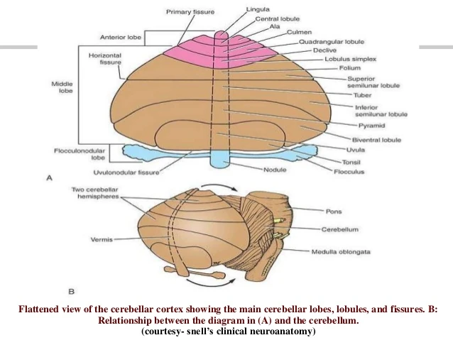 8. Cerebellum | RANZCRPart1 Wiki | Fandom