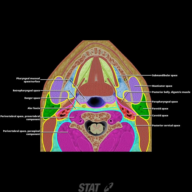 Superficial DCF:Parotid space | RANZCRPart1 Wiki | Fandom