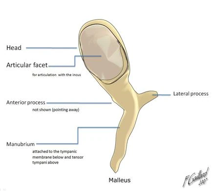 Temporal bone:Malleus | RANZCRPart1 Wiki | FANDOM powered by Wikia