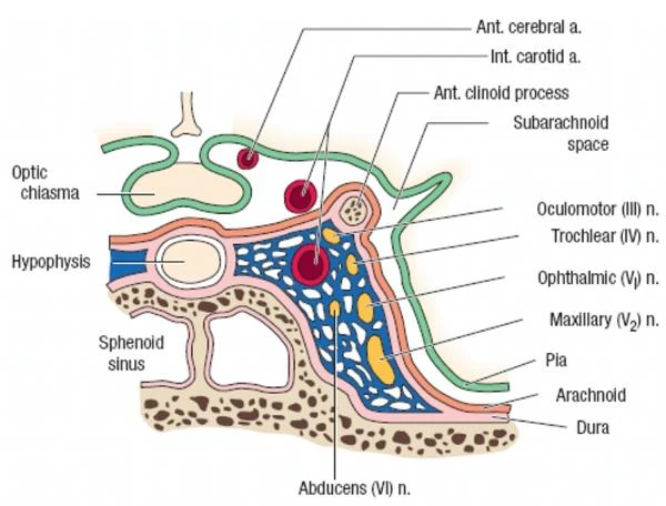 Pituitary & related structures:Cavernous sinus, walls and contents ...
