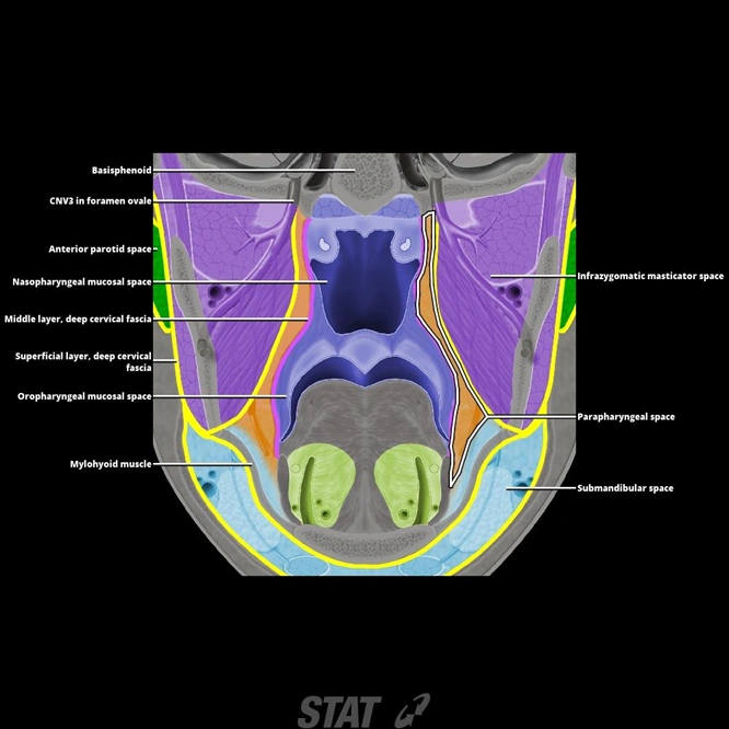 Superficial DCF:Masticator space | RANZCRPart1 Wiki | Fandom