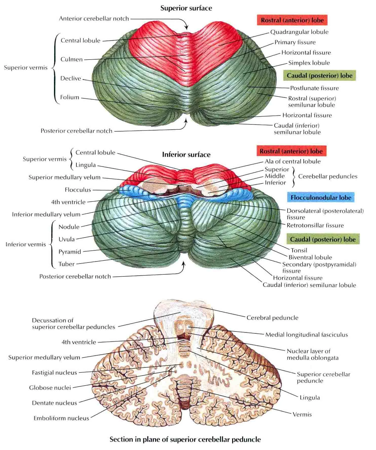 Image - Cerebellum.jpg | RANZCRPart1 Wiki | FANDOM powered by Wikia