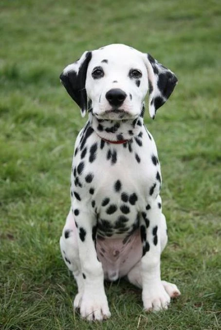 Dalmata | Razasdeperros Wiki | Fandom