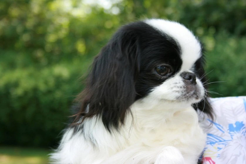 Pequinés | Razasdeperros Wiki | Fandom