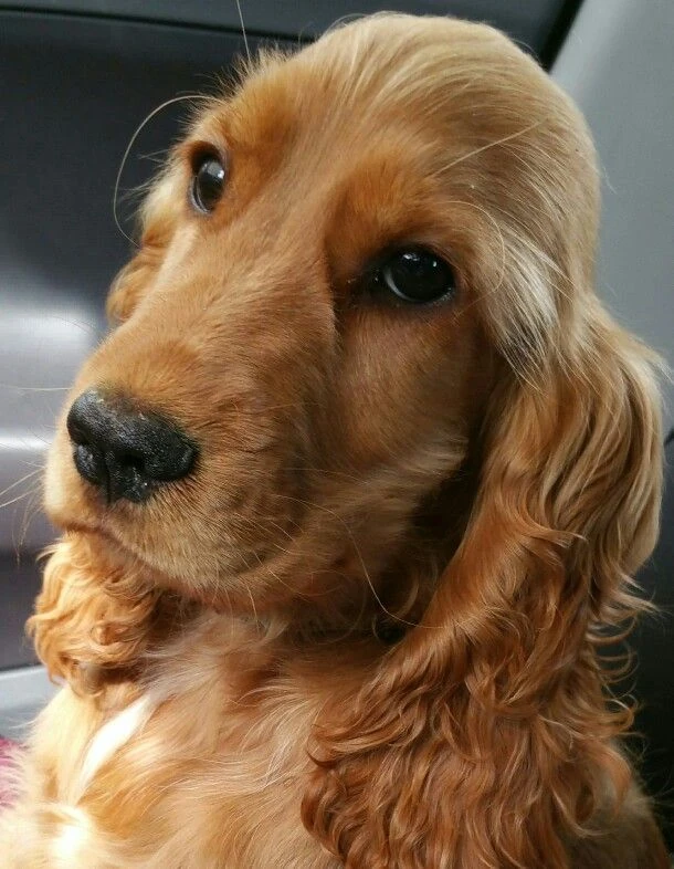 Cocker Spaniel | Razasdeperros Wiki | Fandom