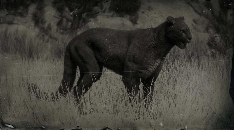 Puma legendario | Red Dead Wiki | Fandom