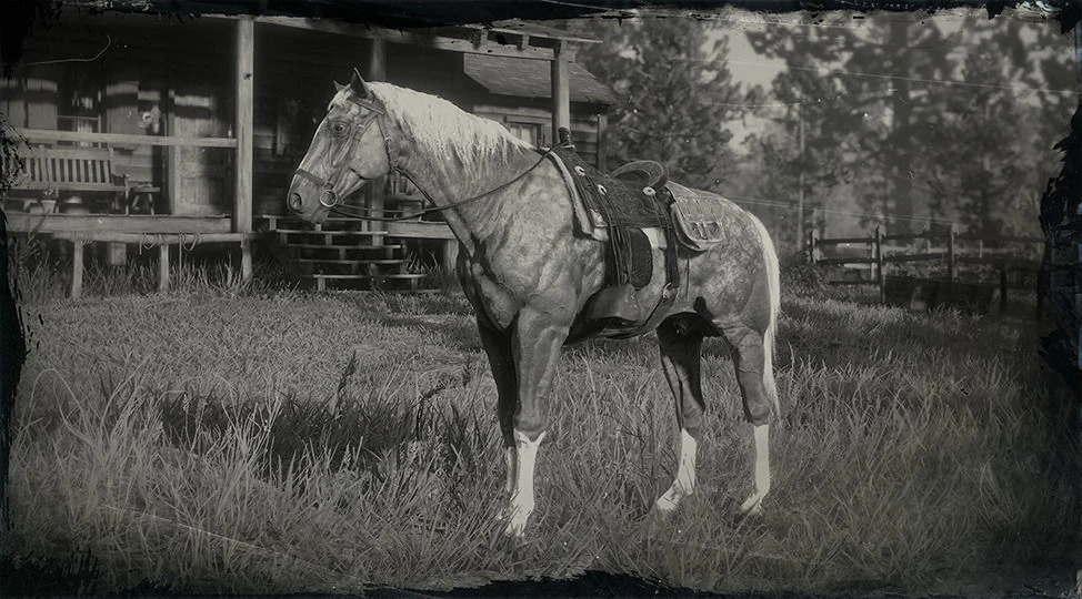 Trotón americano (RDR2) | Red Dead Wiki | Fandom