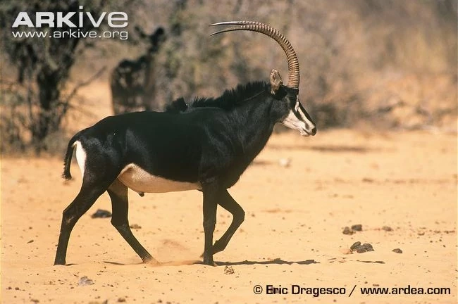 Sable Antelope | Animals Wiki | Fandom