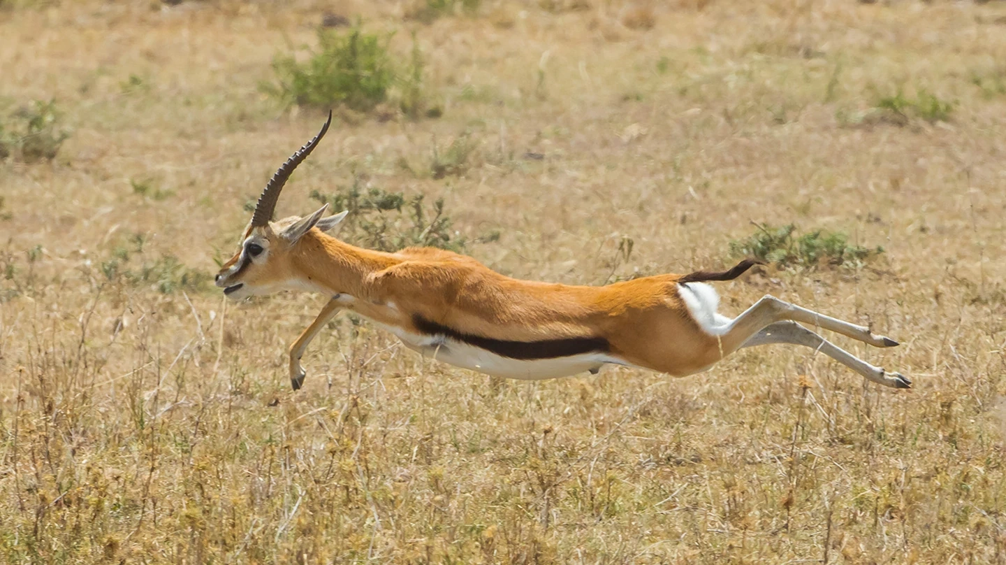 Thomson's Gazelle | Animals Wiki | Fandom