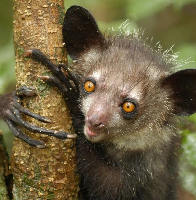 Aye-aye | Animals Wiki | Fandom