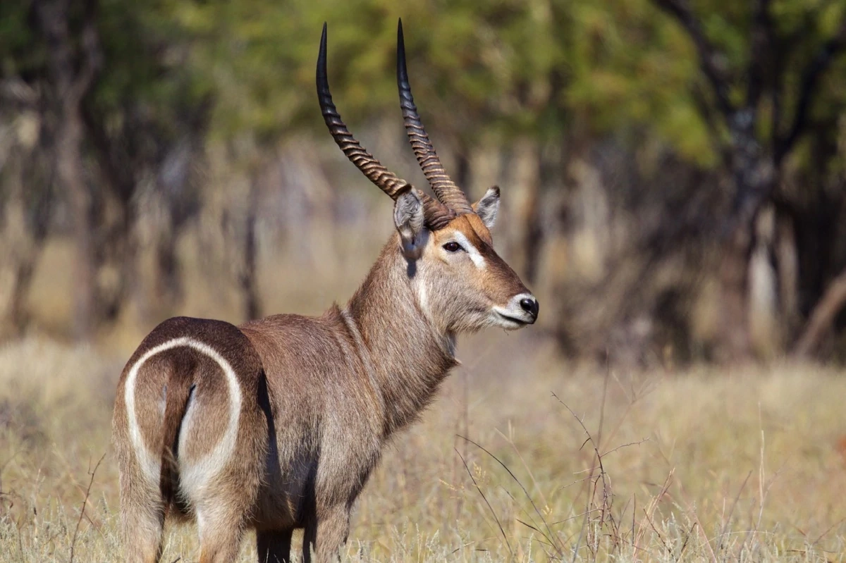 Waterbuck | Animals Wiki | Fandom