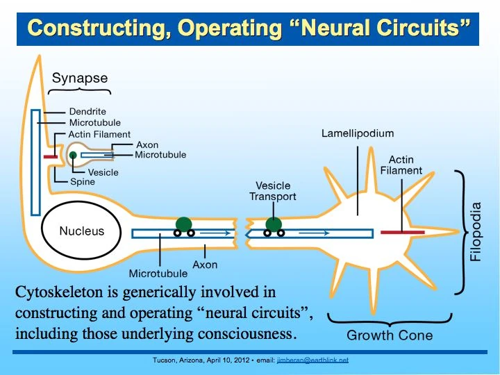 Usage Examples of "Neural Circuit" and Related Terms | Real-time ...