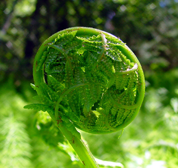 Fiddlehead Recipes Wiki Fandom Powered By Wikia