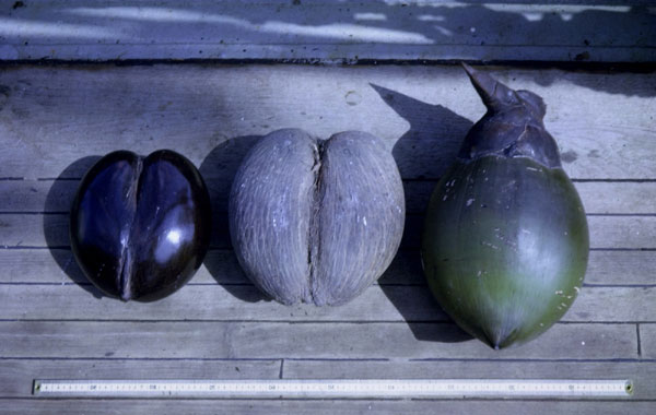 Drupe Fruit Recipes Wiki Fandom Powered By Wikia