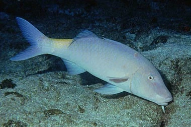 Goatfish | Recipes Wiki | FANDOM powered by Wikia