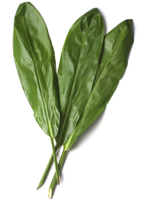 Ti leaf | Recipes Wiki | FANDOM powered by Wikia