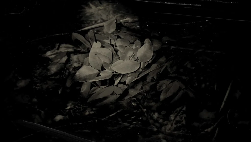 Wintergreen Berry | Red Dead Wiki | Fandom