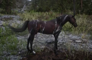 Arabian | Red Dead Wiki | Fandom
