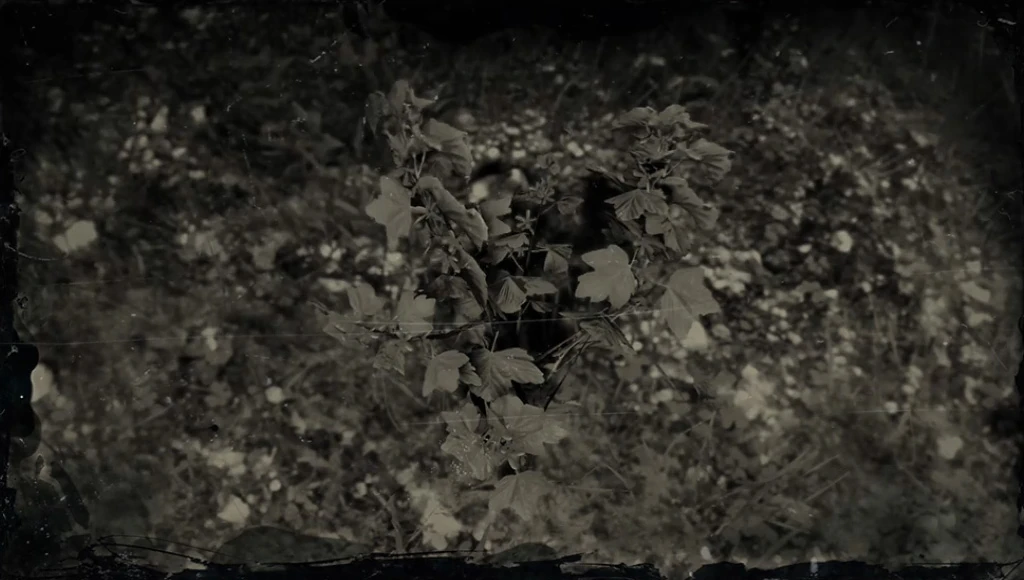 Golden Currant (RDR 2) | Red Dead Wiki | Fandom