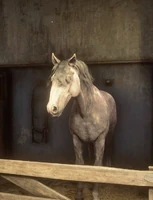 Andalusian | Red Dead Wiki | Fandom