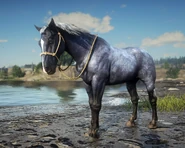 Nokota | Red Dead Wiki | Fandom