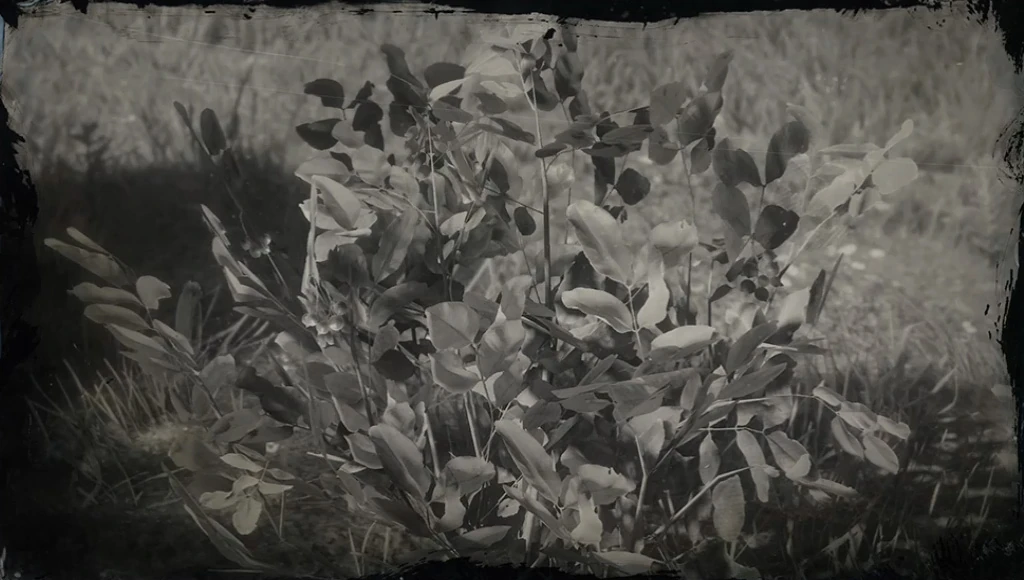 Evergreen Huckleberry | Red Dead Wiki | Fandom