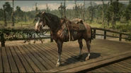 Appaloosa | Red Dead Wiki | Fandom