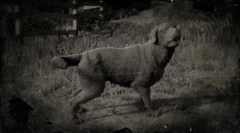 Dog (RDR2) | Red Dead Wiki | Fandom