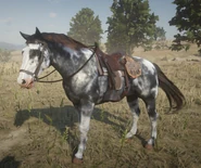 Nokota | Red Dead Wiki | Fandom