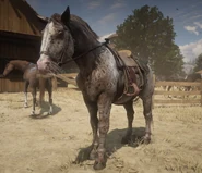 Suffolk Punch | Red Dead Wiki | Fandom