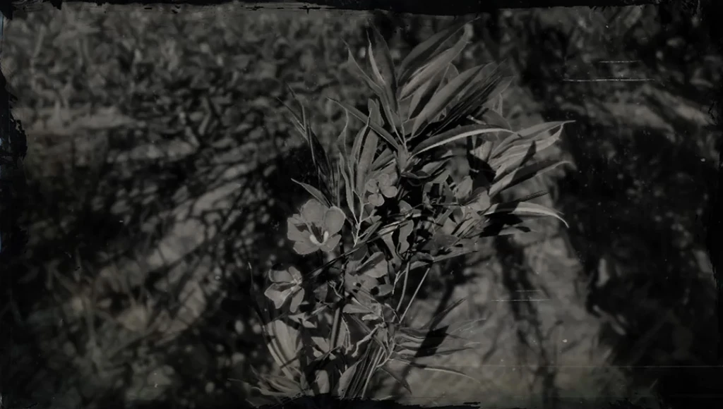 Oleander Sage | Red Dead Wiki | Fandom