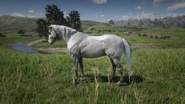 Appaloosa | Red Dead Wiki | Fandom