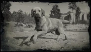 Rufus | Red Dead Wiki | Fandom