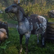 Appaloosa | Red Dead Wiki | Fandom