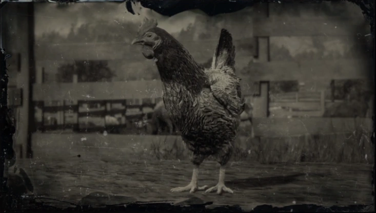 Chicken (RDR 2) | Red Dead Wiki | Fandom