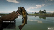 Legendary Bullhead Catfish | Red Dead Wiki | FANDOM powered by Wikia