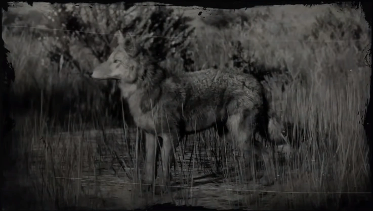 Coyote (RDR 2) | Red Dead Wiki | Fandom