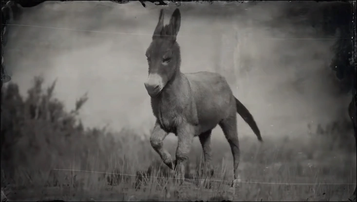 Donkey (RDR 2) | Red Dead Wiki | Fandom